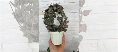 Хойя куртиси купить в Домодедово | Товары для дома и дачи | Авито
