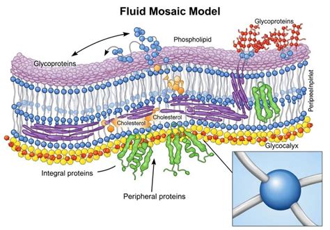 Diagram Of The Fluid Mosaic Model Illustrating A Cell Membrane It