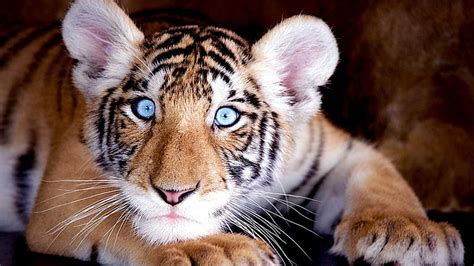 Hd Wallpaper Tiger Cub Blue Eyes Cute Mammal Animal Animal Themes
