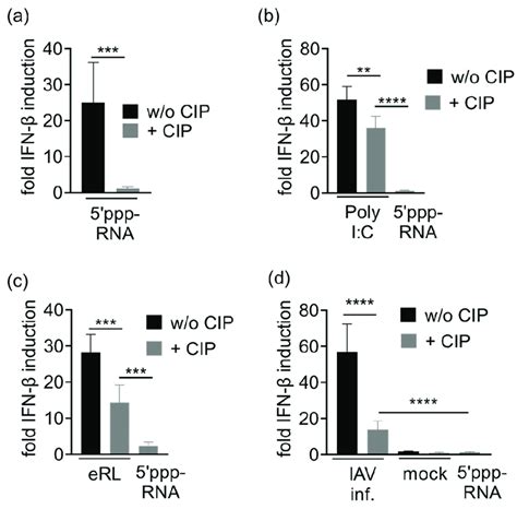 Hek293 Rig I Ifn β Reporter Cells Were Stimulated With Rna Ligands With