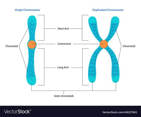 Centromere Structure