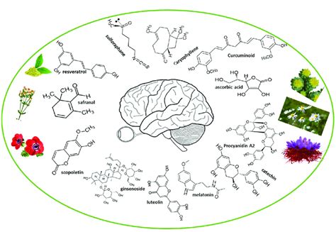 Plant Derived Bioactive Compounds For Brain Neuroprotection Download