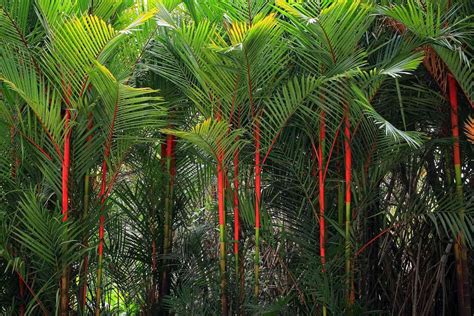 How To Grow And Care For Lipstick Palm