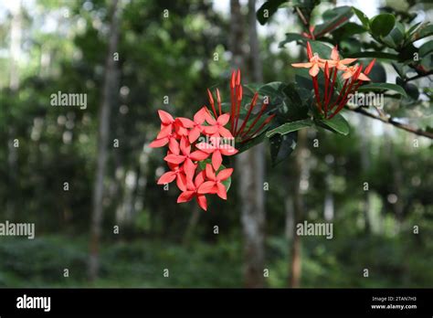 Red Flower Clusters Of A Jungle Geranium Plant Ixora Coccinea This Plant Known By Several