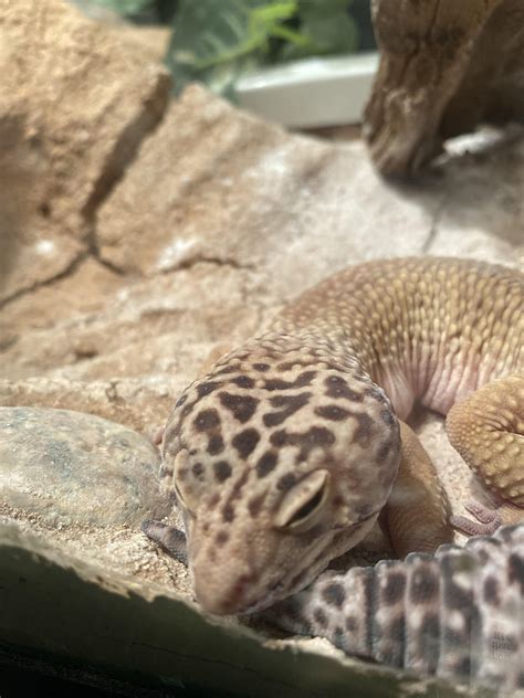 My gecko fell asleep on his tail : r/leopardgeckos