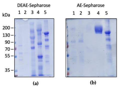 Production Of Recombinant Human Ceruloplasmin Improvements And