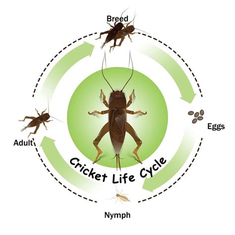 Life Cycle Of A Cricket Diagram