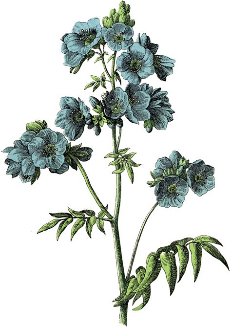 Botanical Art Historical At Tina Lown Blog