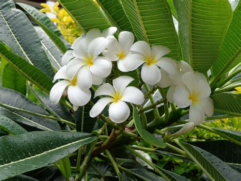4k 5k 6k Closeup Plumeria White Hd Wallpaper