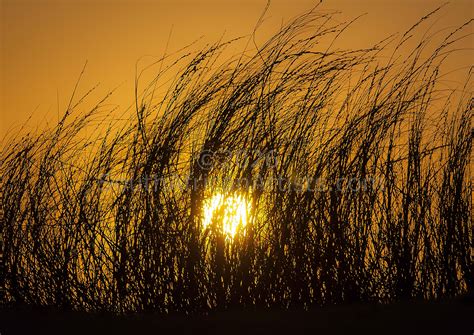 Sun Grass