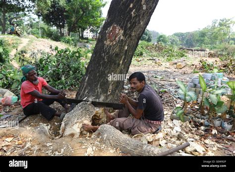 Man Cutting A Tree In Dhaka Bangladesh May Stock Photo Alamy