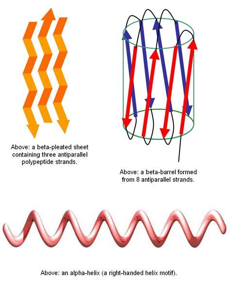 Beta Pleated Sheet Explain The Terms Primary And Secondary Structure