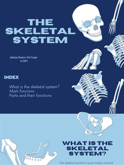 The Skeletal System A Concise Overview Of The Framework That Enables