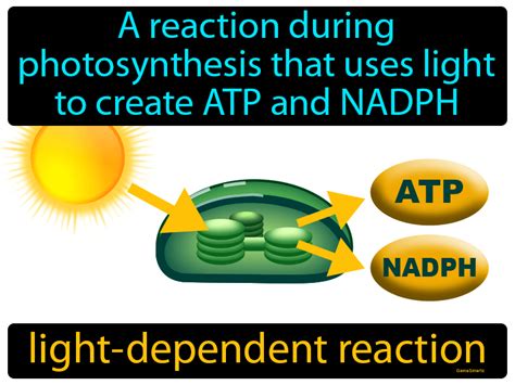 Light Dependent Reaction Definition And Image Gradesup Gg