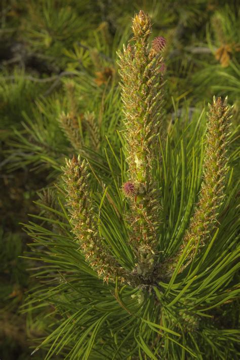 Karen E Mcdevitt Photography Fine Art Photography