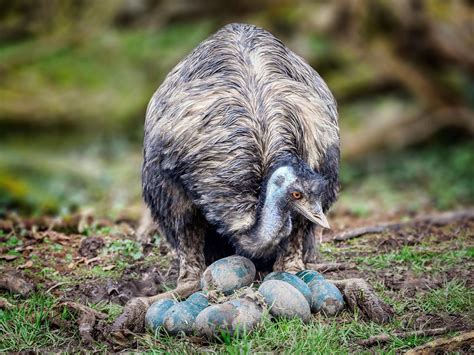 Emu Nesting Behavior Eggs Location Birdfact