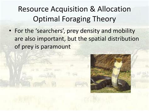 Ppt Resource Acquisition And Allocation Optimal Foraging Theory Powerpoint Presentation Id1096927