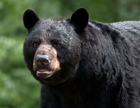 Black Bear Mauling Man What Its Like To Be Mauled By A Bear How
