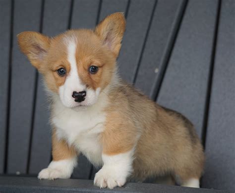 Akc Registered Pembroke Welsh Corgi For Sale Millersburg Oh Male Ru