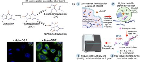 Quantification Of Subcellular Rna Localization