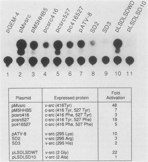 Activation Of C Fos Promoter By Src Mutants The Indicated Src Mutants