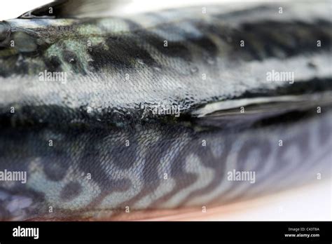 Does Mackerel Fish Has Scales At Aiden Darcy Blog