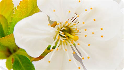 Smartphones TCL 408 Phones TCL Global TCL 408 TCL Global English