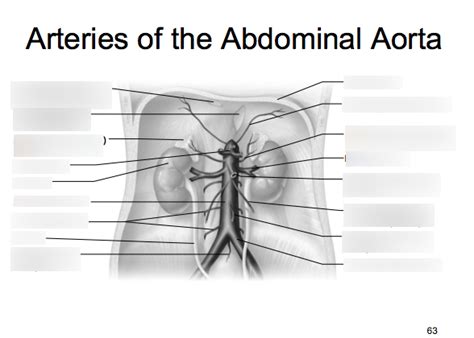 Arteries Of The Abdominal Aorta Diagram Quizlet Arteries Of The Abdominal Aorta Diagram Quizlet