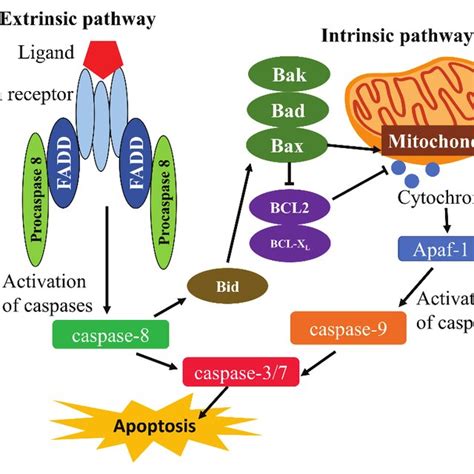 The Intrinsic And Extrinsic Pathways Of Apoptosis [35] Download