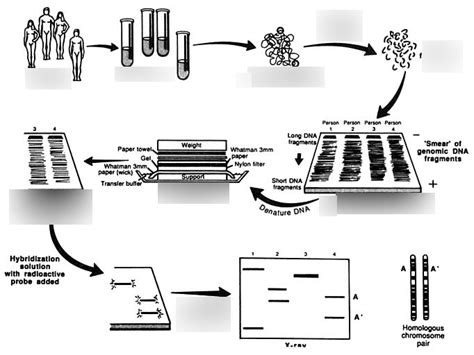 RESTRICTION FRAGMENT LENGTH POLYMORPHISM Diagram Quizlet
