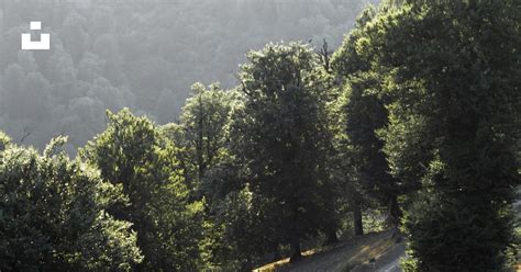 나무로 둘러싸인 도로를 운전하는 자동차 사진 Unsplash의 무료 길 이미지