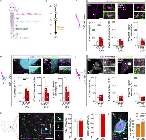 Coordinated Stimulation Of Corticospinal Projection Neurons And Lpsns