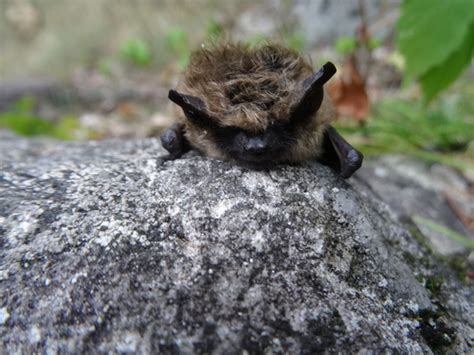 Eastern Small Footed Myotis 2023 Review Of Progress Towards The