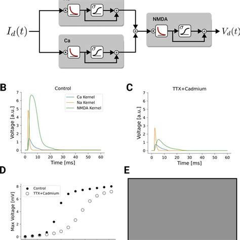 A Recurrent Motif Of Linear Nonlinear Models For The Dendritic Sodium Download Scientific