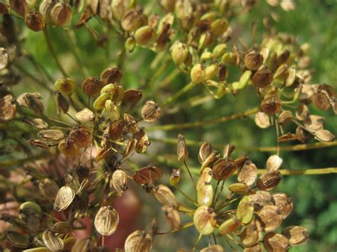 Growing Parsnips • Insteading Growing Parsnips • Insteading