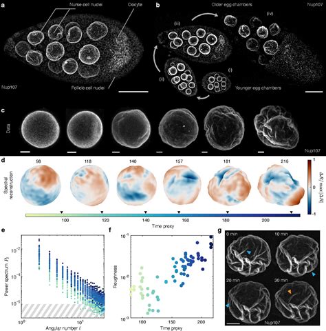 Figure 1 From Dynamics Scaling Behavior And Control Of Nuclear Wrinkling Semantic Scholar