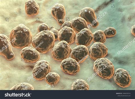 Pathogenic Yeast Fungus Cryptococcus Neoformans That Stock Illustration