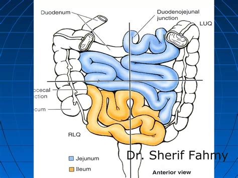 Jejunum And Ileum Anatomy Of The Abdomen Pps