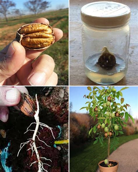 Owlmighty How To Grow Pecan Trees From Seed Check First Pecan Tree Cashew Tree Pecan Nuts