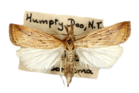 Chilo Polychrysa Meyrick 1932 Australian Moths Online