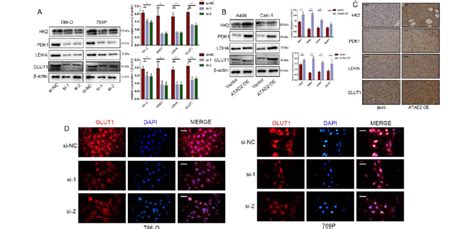 Atad2 Contributed To The Activation Of The Glycolysis Pathway A B The