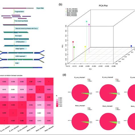 Statistical Summary Of Transcriptome Sequencing Data Download Scientific Diagram