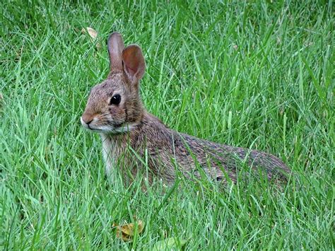 Bunny In Yard