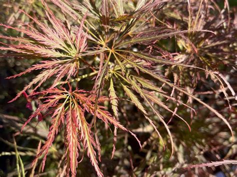 Dissectum Japanese Maple Raraflora