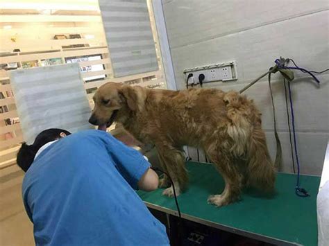 点点爱宠物情缘——宠物相亲网站宠物配种宠物交友app宠物社区app宠物婚配网站宠物配对app宠物婚配网站狗狗相亲宠物配种宠物婚配宠物相亲宠物购买宠物朋友圈宠物日常生活宠物吃喝玩乐宠物交友宠物