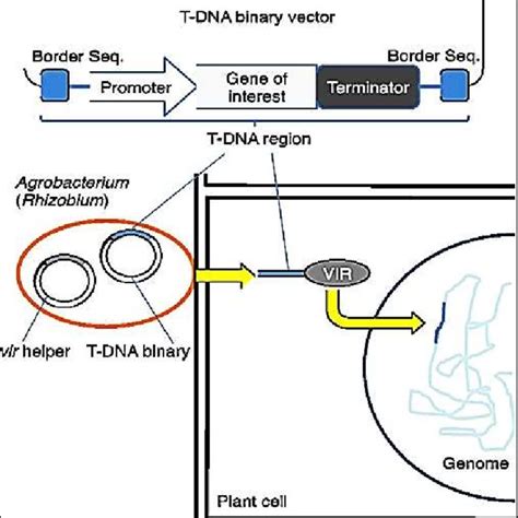 Pdf Agrobacterium Mediated Gene Transfer In Plants An Extension And