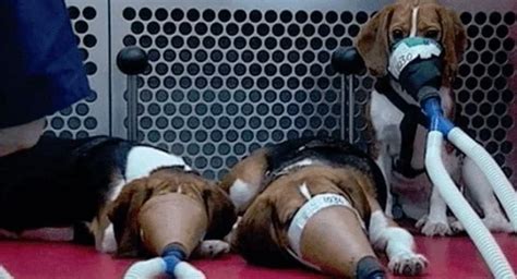Yes Beagles Are Still Being Tested On In Laboratories — Species Unite