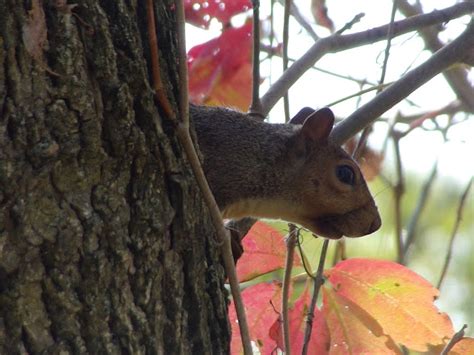 Peek A Boo Squirrel 2