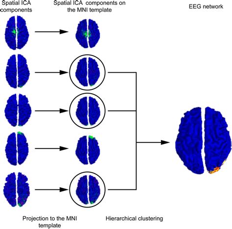 Hierarchical Clustering Of The Individual Spatial Ica Components The Download Scientific