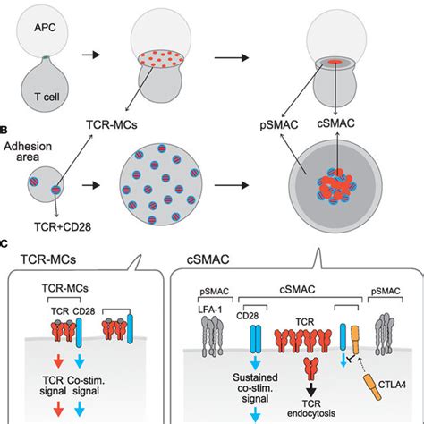 Compartmentalization Of Tcr Activation Signals Tcrmicrocluster And